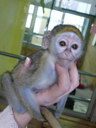 Prodaja vrhunskih beba kapucin majmuna