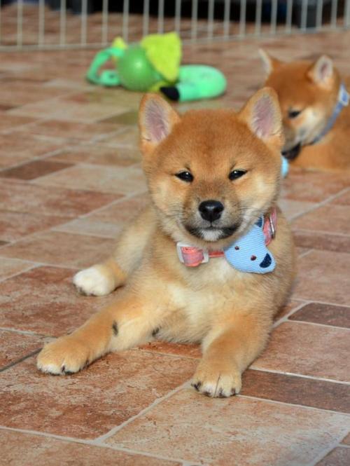 Shiba Inu štenci