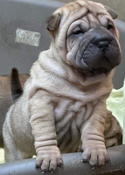 Shar pei - šar pej štenci