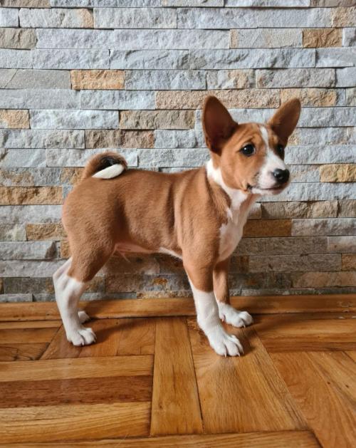 TOP Basenji stenci