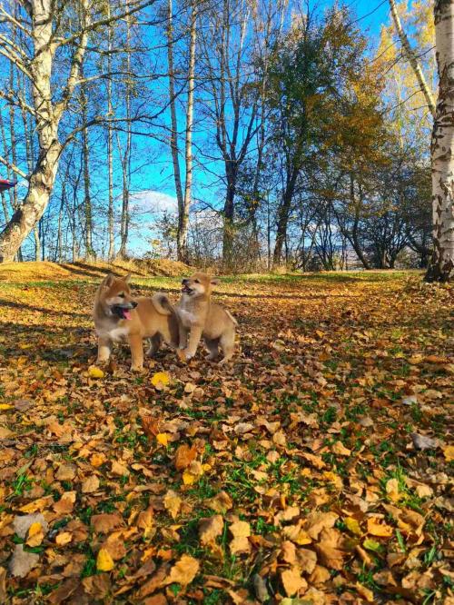 TOP Shiba inu stenci