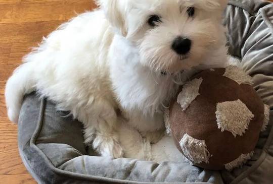 Coton de Tulear stenci