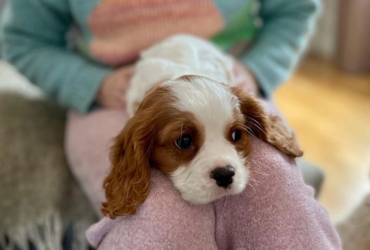 Cavalier King Charles Spaniel!!!