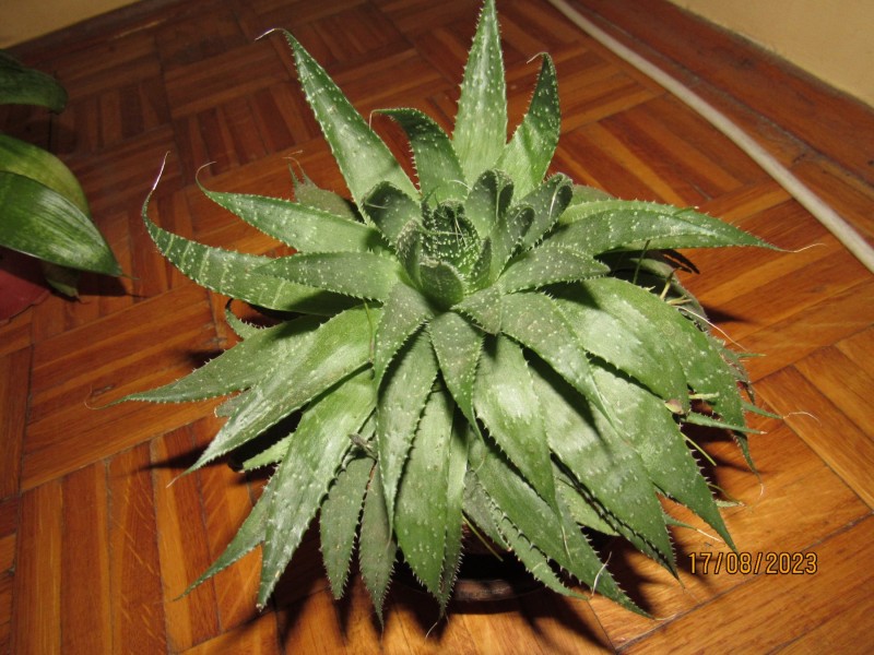 Kaktus kulent 11cm x 20 cm