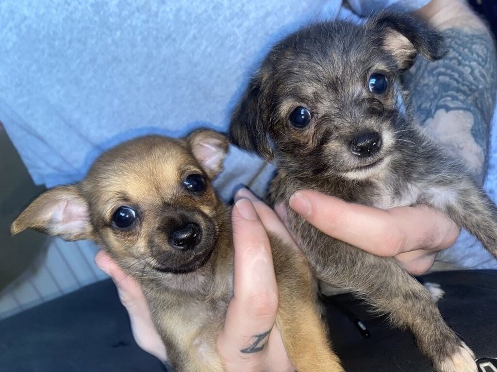 Chihuahua puppies for sale male and female contact email