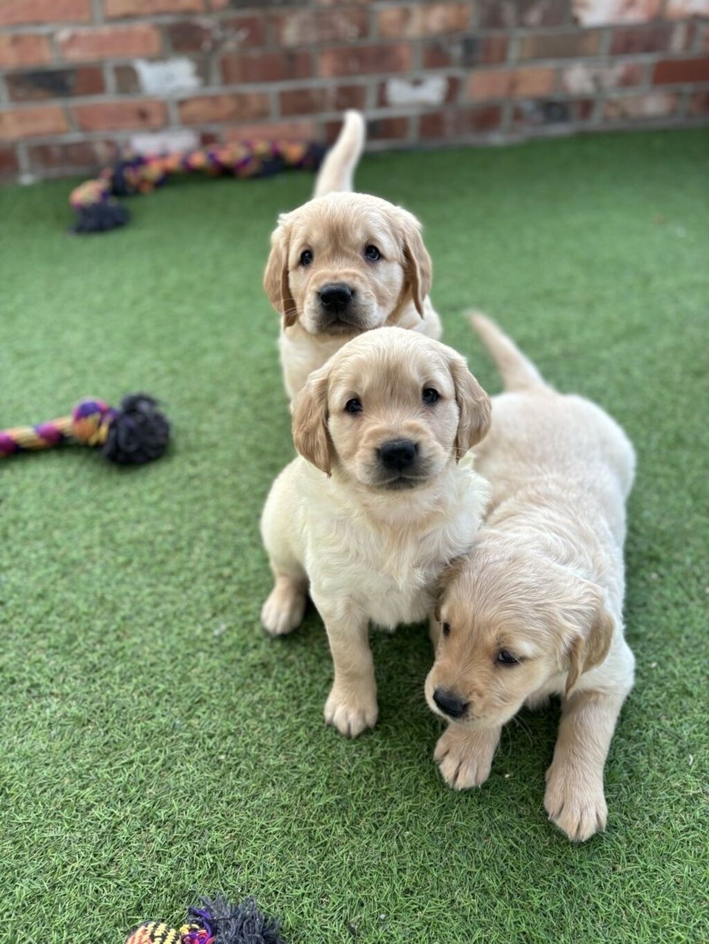 Golden retriever puppies for sale very playful with kids and other