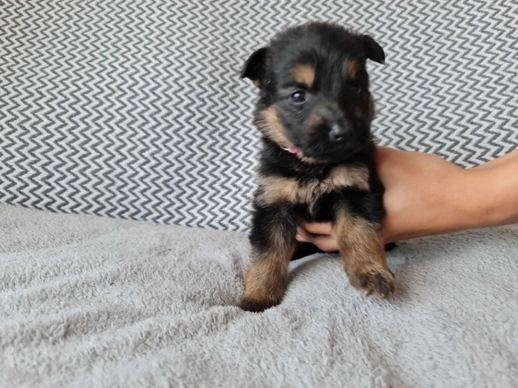 German Shepherd puppies for sale Healthy and very strong German