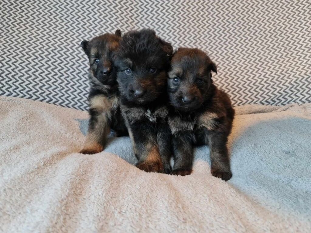 I have German Shepherd long hair puppies for sale 6 female and 5 male