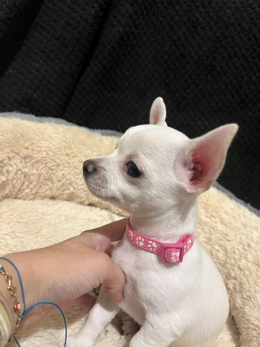 Chihuahua puppies for sale I have adorable Chihuahua puppies looking