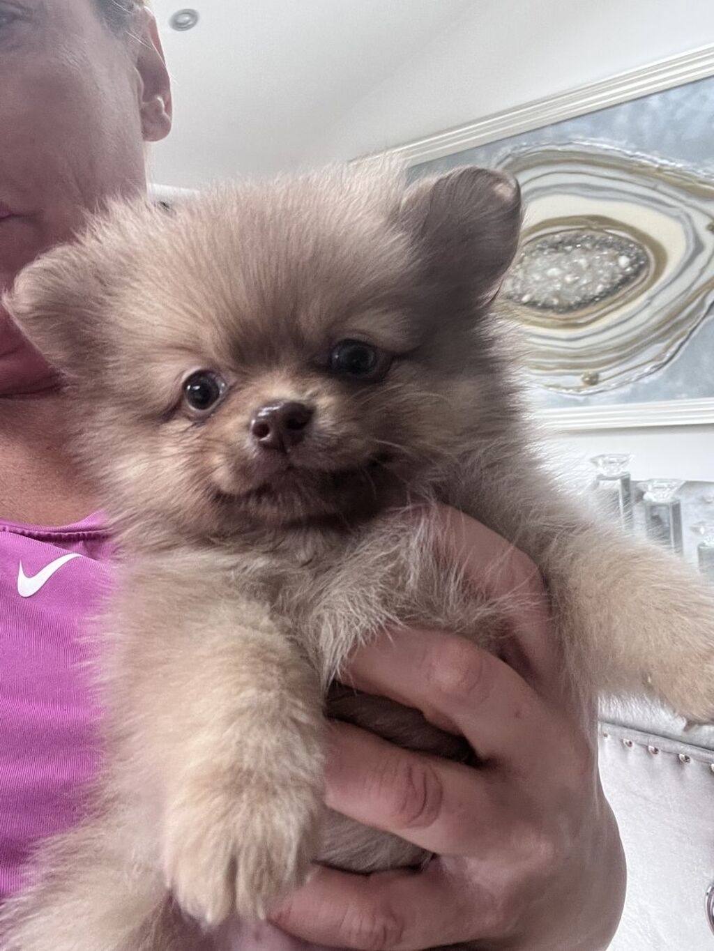 Pommeranian puppies for sale Absolutely stunning 2 girls 2 boys dad