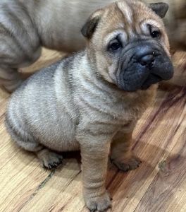 Shar pei - šar pej štenci