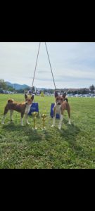 TOP Basenji stenci