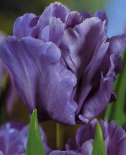 Tulipan (lala) Blue-Purple...
