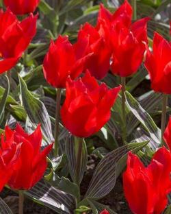 Tulipan(niska lala)-Vatreno crveni,sarenih listova...