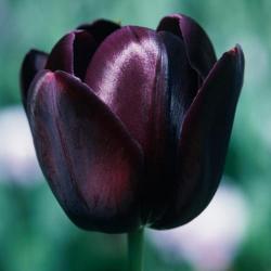 Tulipan Black(Queen of night)..
