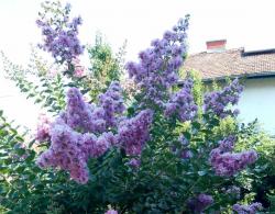 Lagerstroemia indica Pink