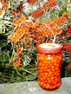 Hippophae rhamnoides Pasji trn - Sea Buckthorn (seme)