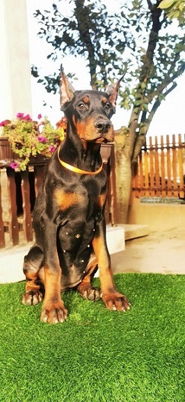 Doberman