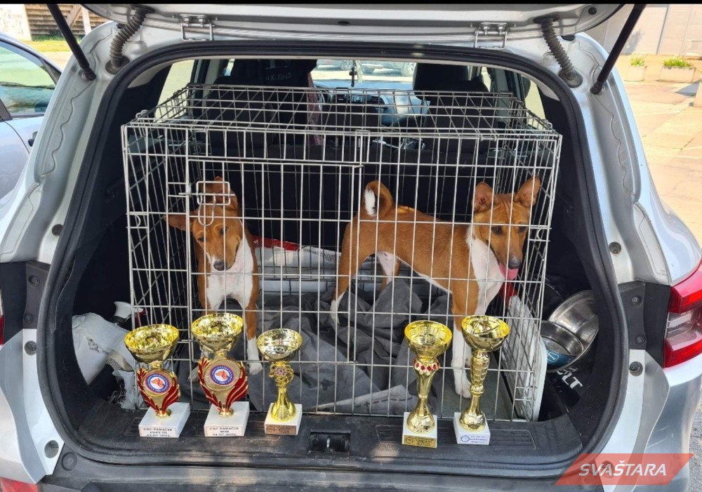 TOP Basenji stenci