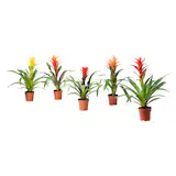 GUZMANIA