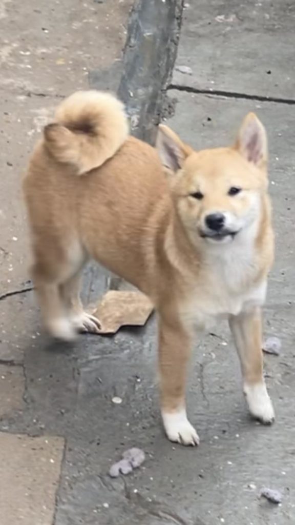 Shiba inu stenci