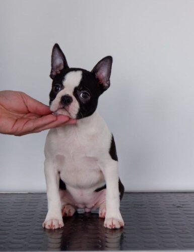 Boston Terrier, žensko štene