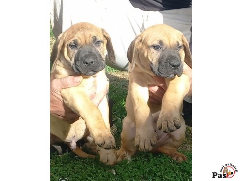 Presa de canario