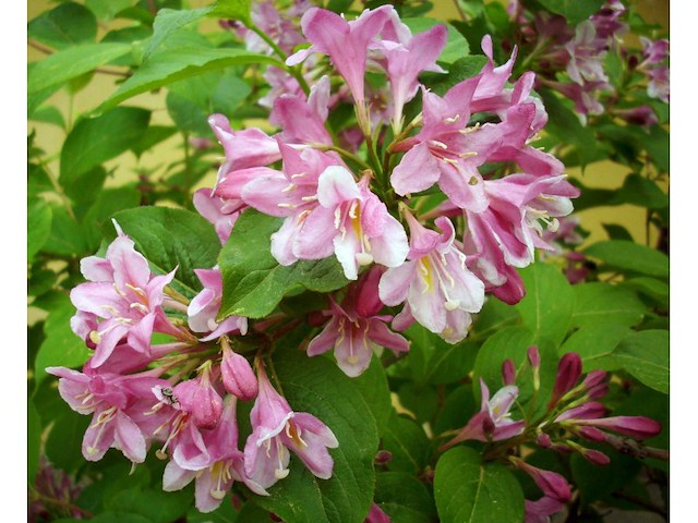 Jasmin roze, Weigela florida