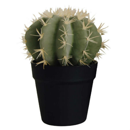 DEKORACIJA – CACTUS Echino Grusoni