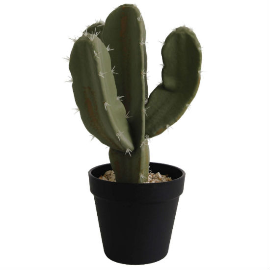 DEKORACIJA – CACTUS Euphorbia Ingens