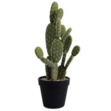 DEKORACIJA – CACTUS Opuntia Ficus
DEKORACIJA – CACTUS Opuntia Ficus