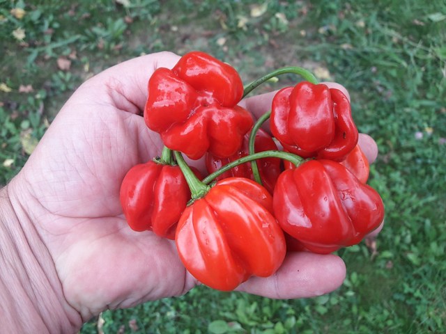 Aji Dulce Rojo - Chili pepper 20 semenki