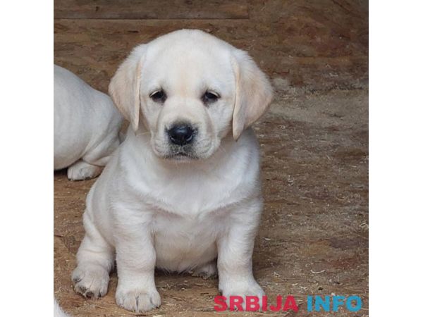 Labrador retriver