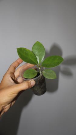 Hoya Australis