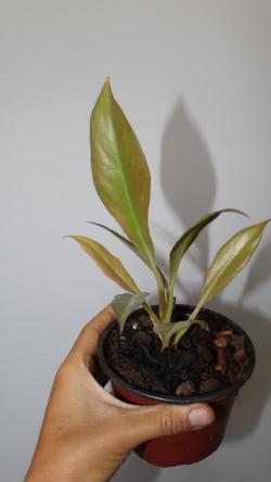 Philodendron Narrow Escape