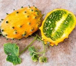 KIWANO - Cucumis metuliferus SEME