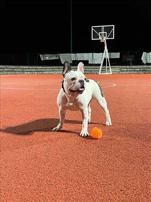 Francuski buldog, odrastao pas za parenje