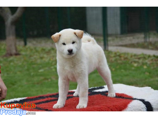 Šiba Inu ( shiba inu ) štenci