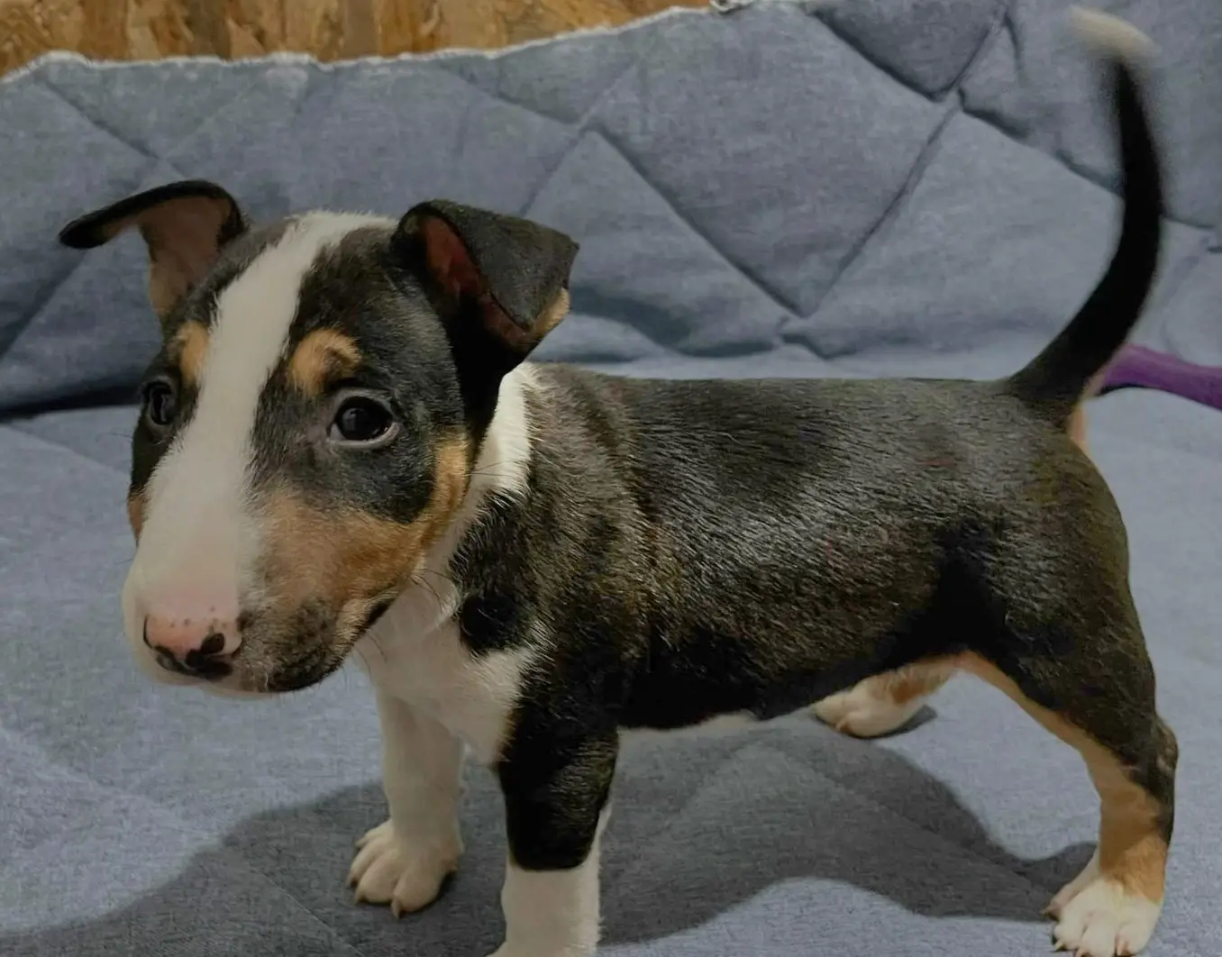 Mini Bul terijer štenci