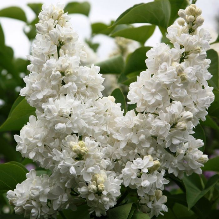 Syringa Vulgaris Madame Lemoine - Beli Jorgovan