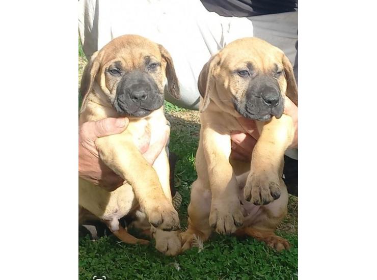 Presa Canario prelepi štenci