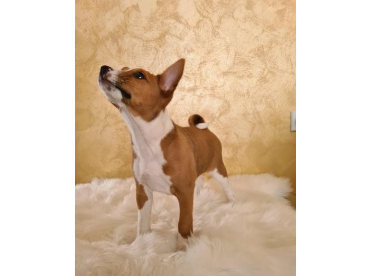 TOP Basenji stenci
