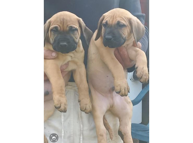 Presa Canario prelepi štenci