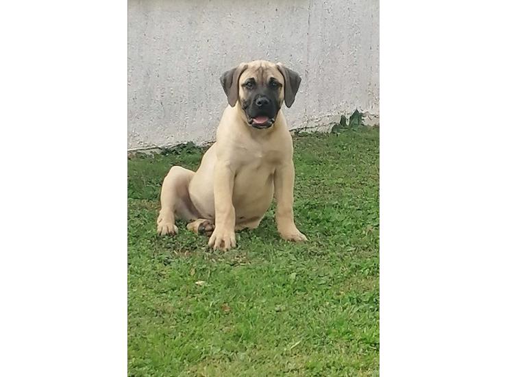 Presa Canario