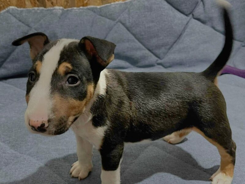 Mini Bul terijer štenci