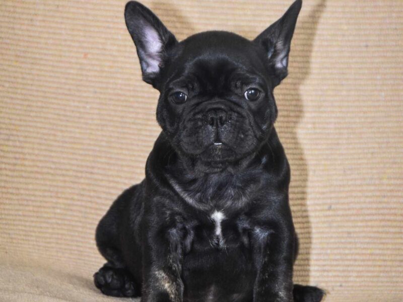 Francuski Buldog Exotic