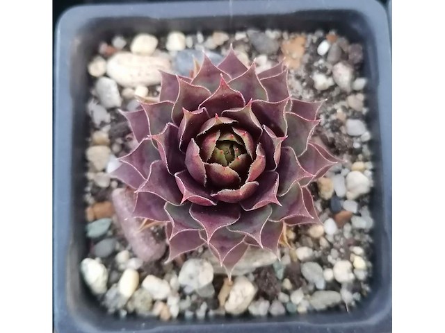 Sempervivum `Cranberry Cocktail` (Čuvarkuća)