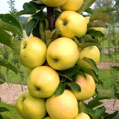 Žuta stubasta jabuka