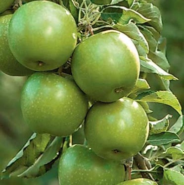 Zelena stubasta jabuka