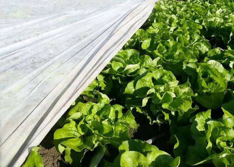 AGRISOFT P17 4.25M/M2